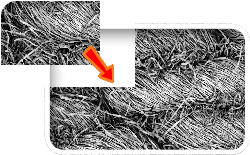 Microscope Image Acquisition Software & Systems - QUARTZ PCI